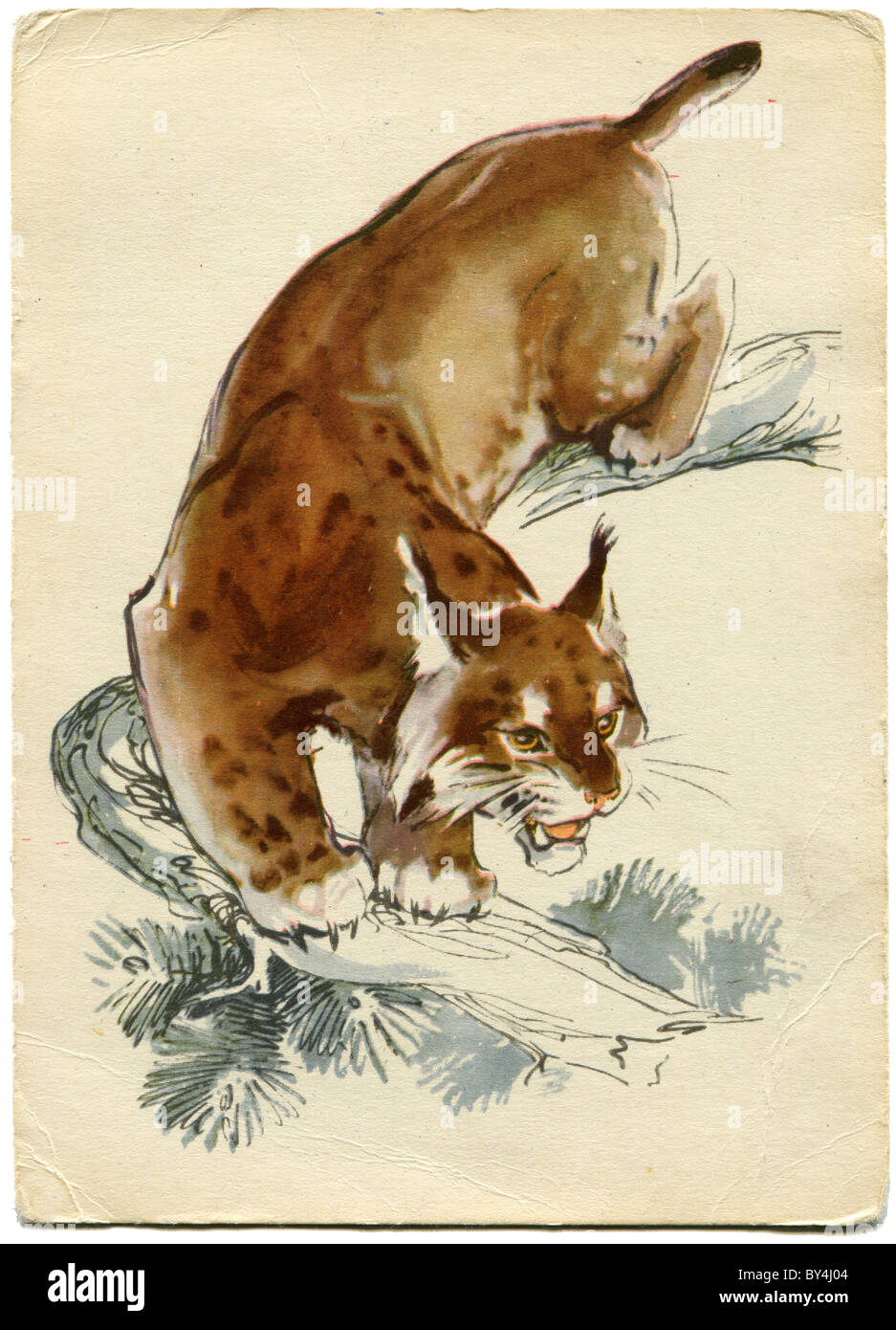 Retro lynx hi-res stock photography and images - Alamy