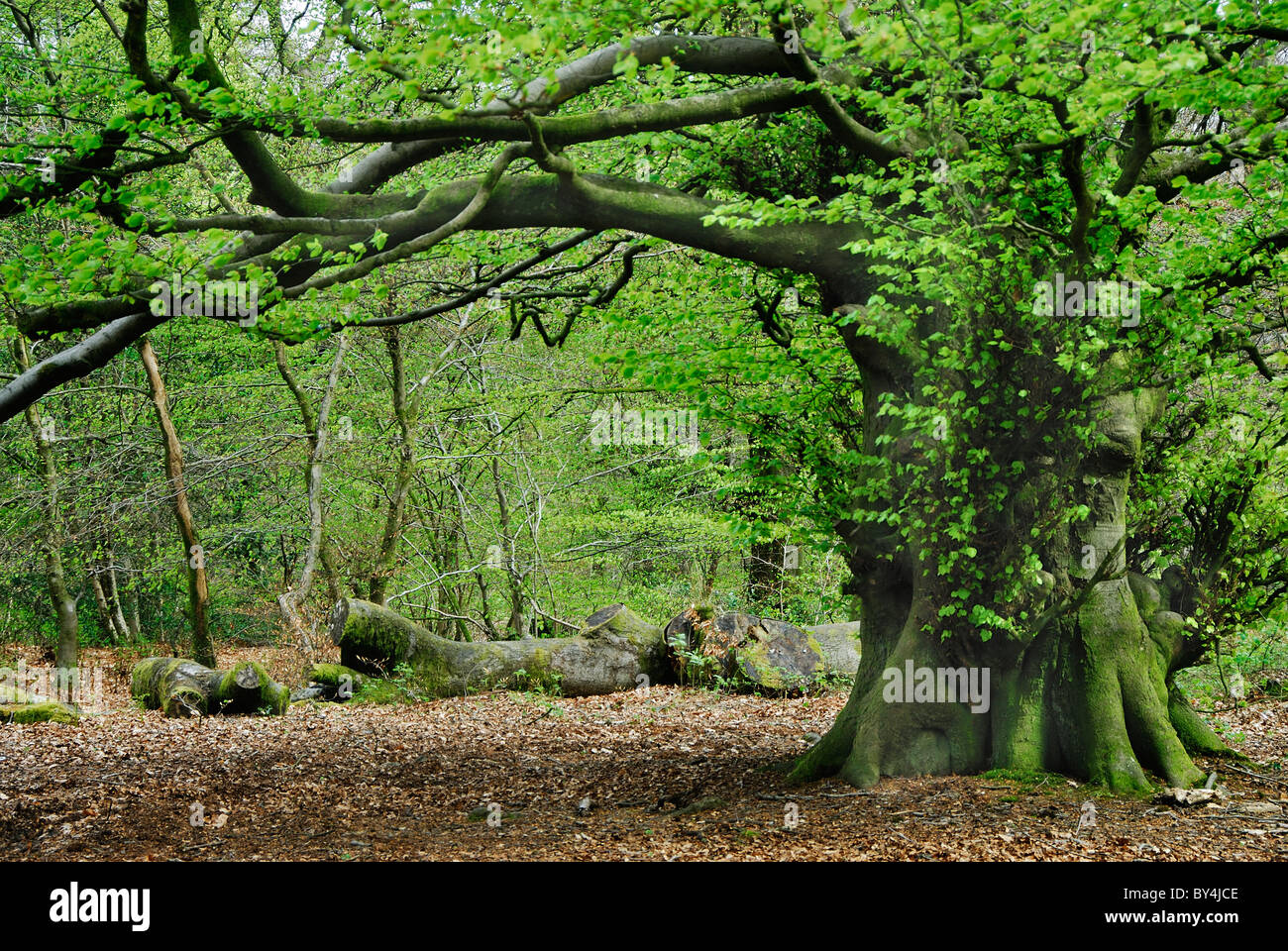Beacon Hill Wood in spring. Somerset, UK April 2010 Stock Photo - Alamy