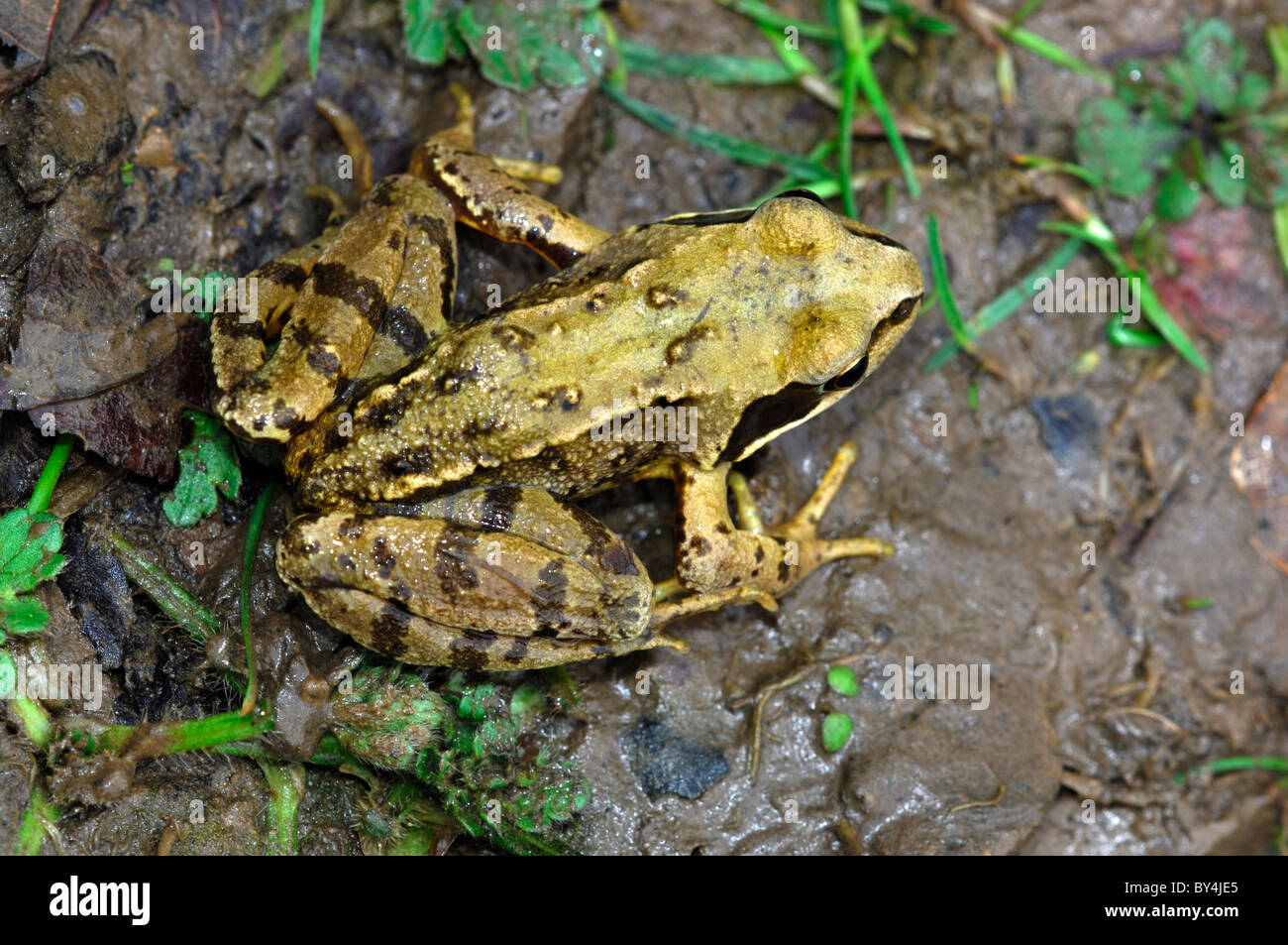 Common familiar visitor hi-res stock photography and images - Alamy