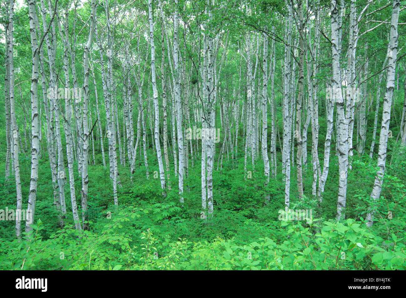 Birch Tree Forest Stock Photo - Alamy