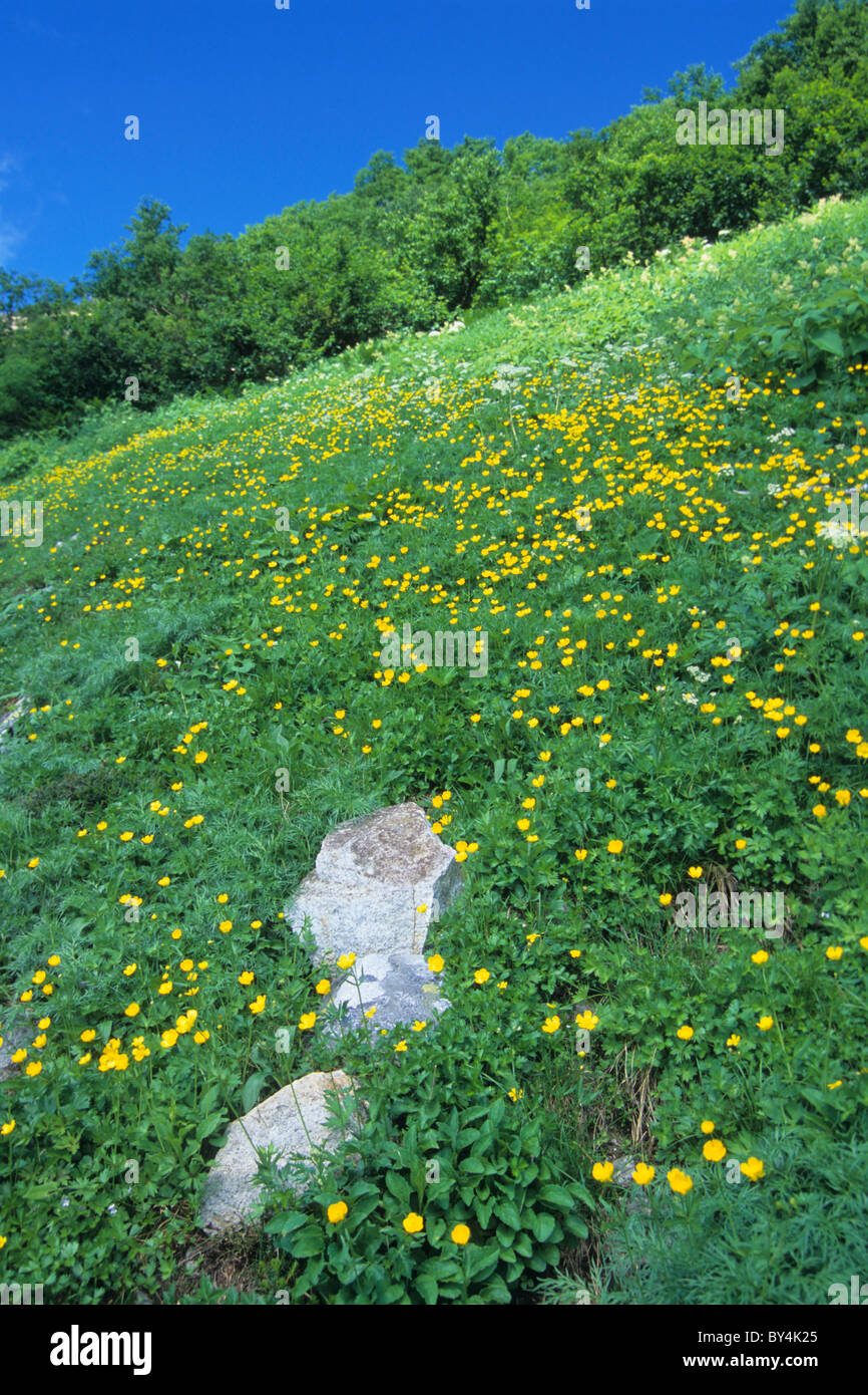 Japanese Buttercup Field Stock Photo - Alamy