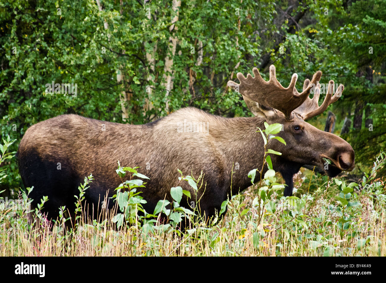 Moose rack hi-res stock photography and images - Alamy