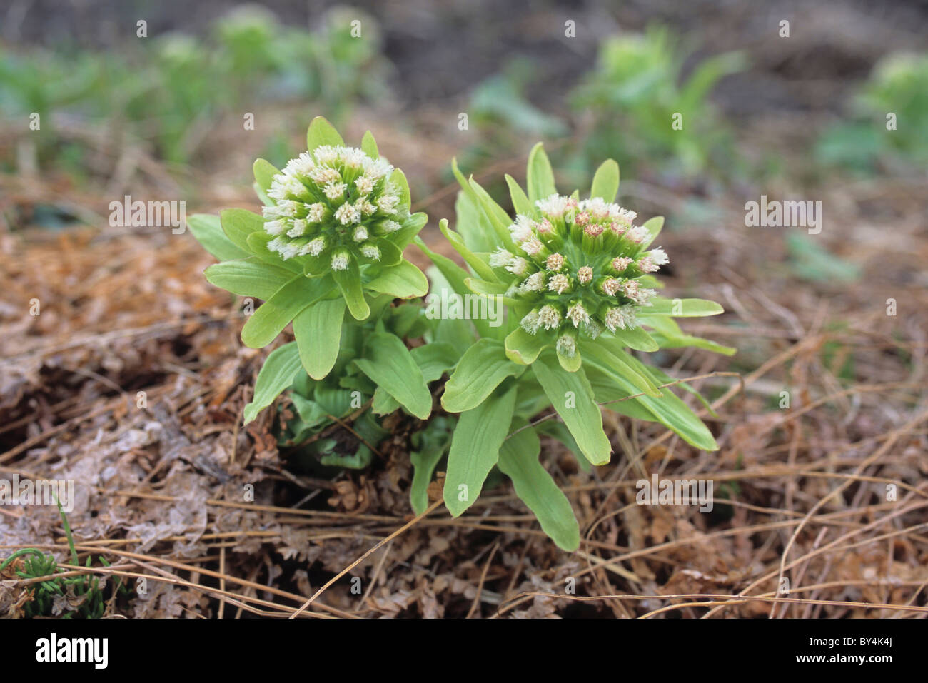Japanese butterbur hi-res stock photography and images - Alamy