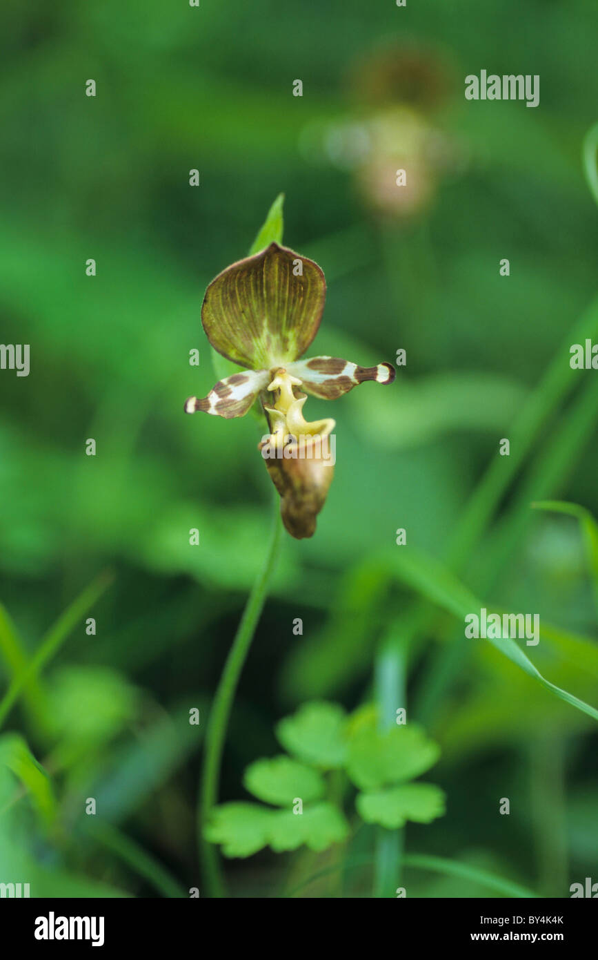 Spotted Lady's Slipper Stock Photo - Alamy