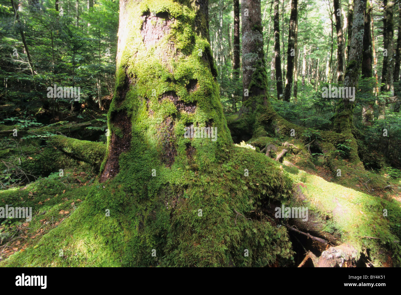 Moss Covered Tree Stock Photo - Alamy