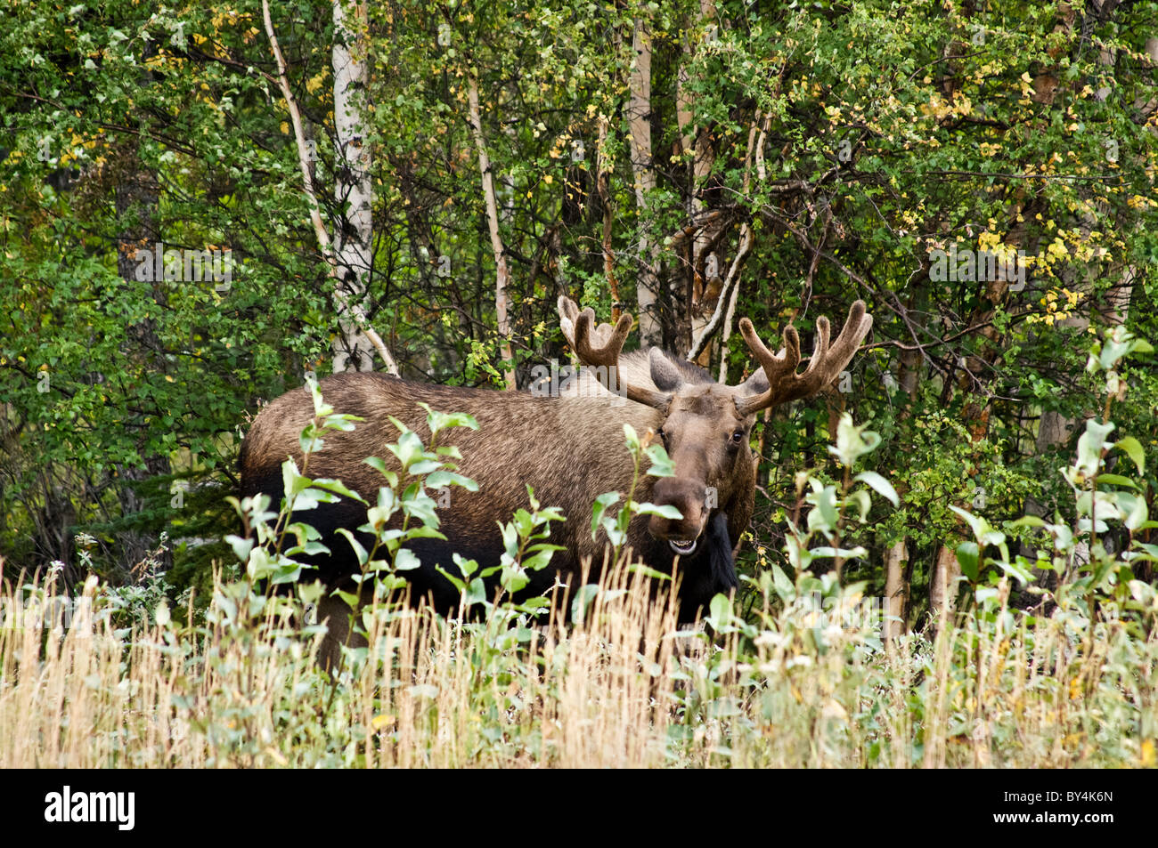 Bull moose hi-res stock photography and images - Alamy
