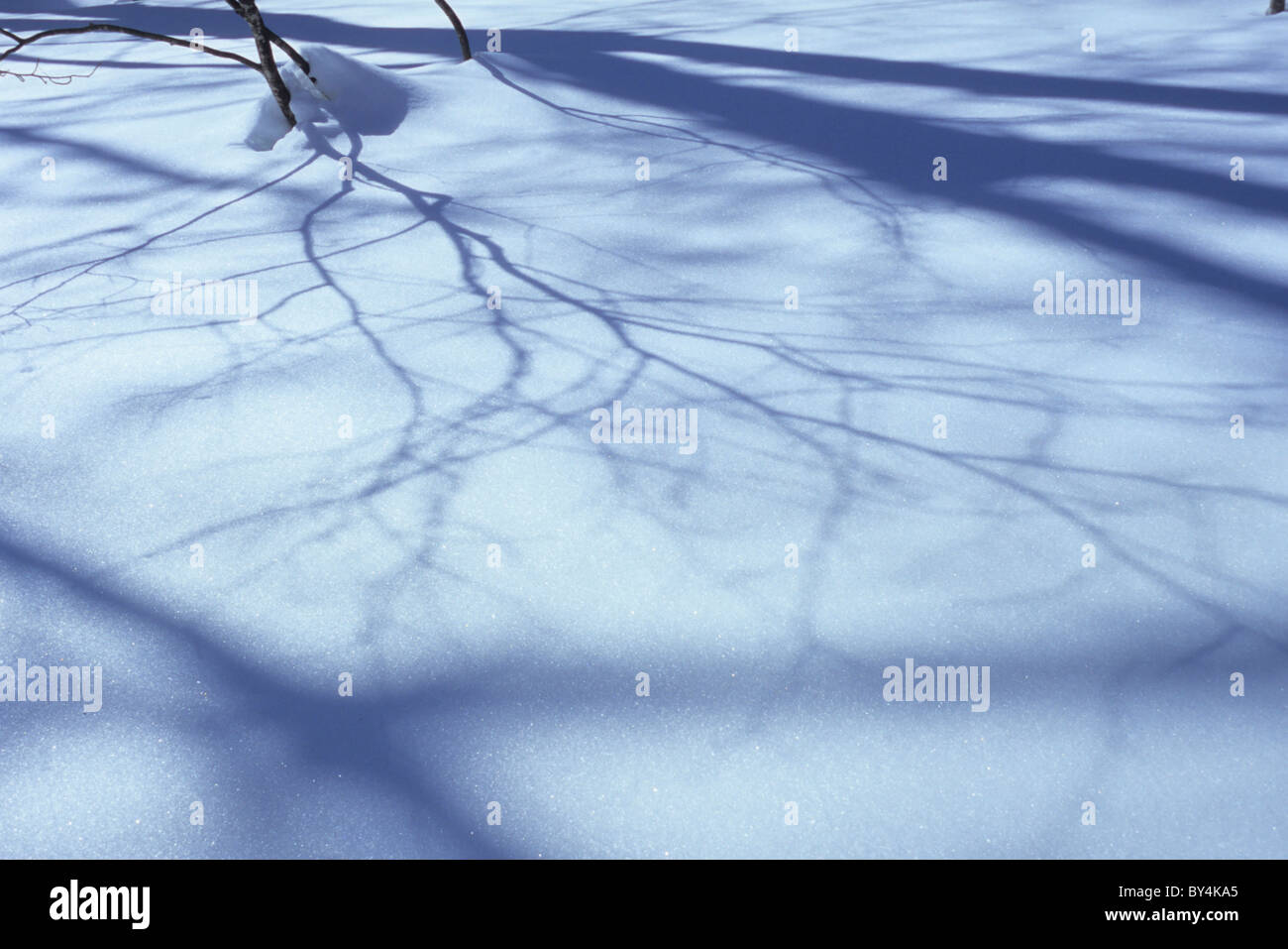 Shadows of Trees in Snow Stock Photo - Alamy