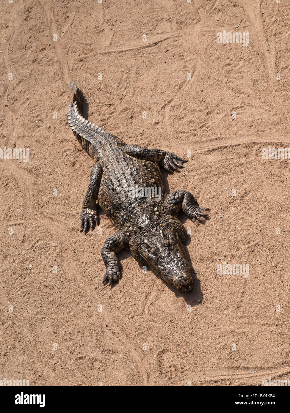 crocodile laying down on the sand Stock Photo - Alamy