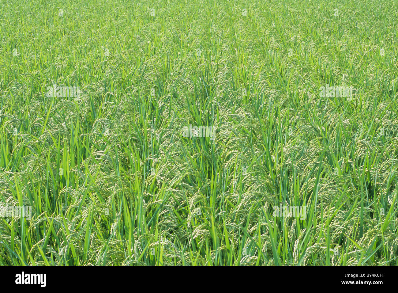 Close Up of Paddy Field Stock Photo - Alamy