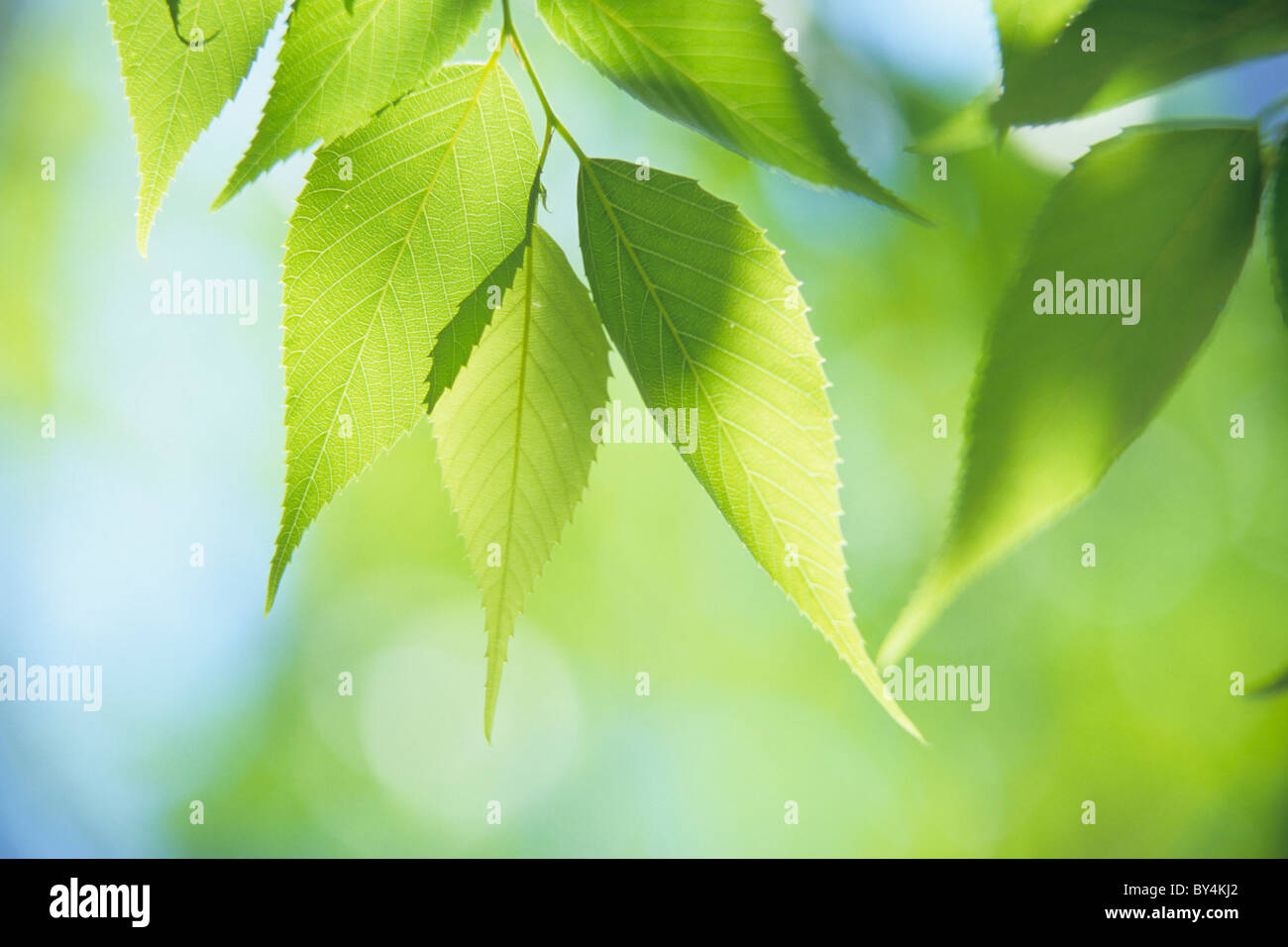 Aphananthe hi-res stock photography and images - Alamy