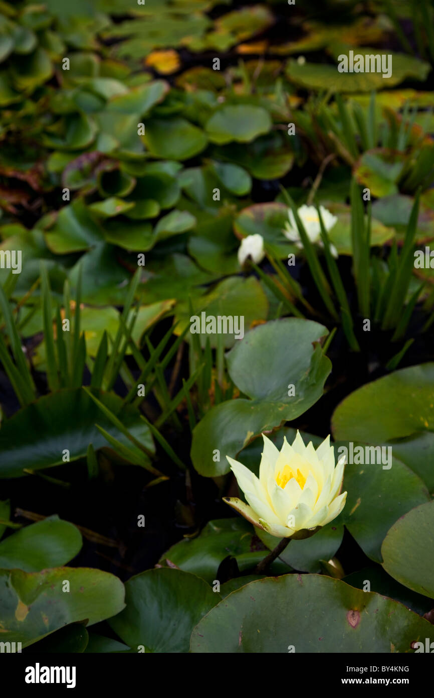Yellow Lily plant in flower on ornamental pond Norfolk East Anglia ...