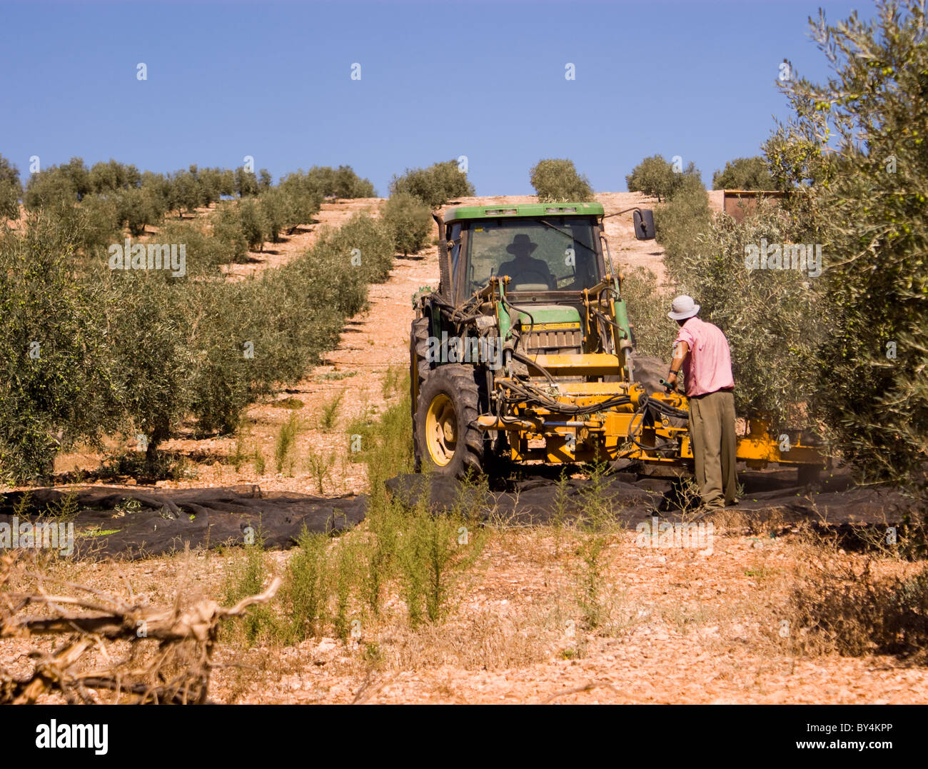 TWO MEN GATHERING OLIVES FROM A GROVE BY SHAKING TREES IN A FIELD WITH ...