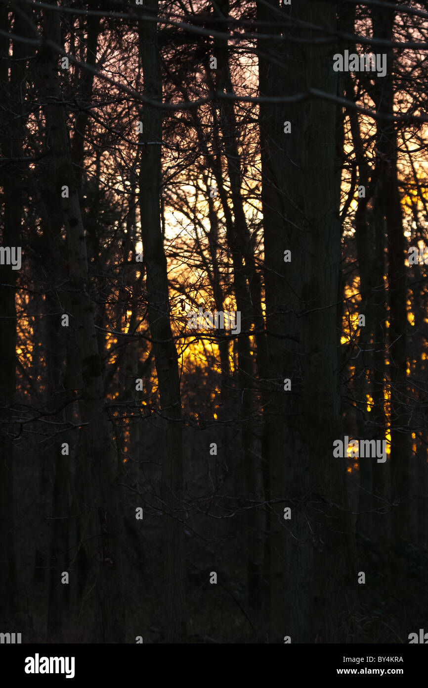 Sunset forest hi-res stock photography and images - Alamy