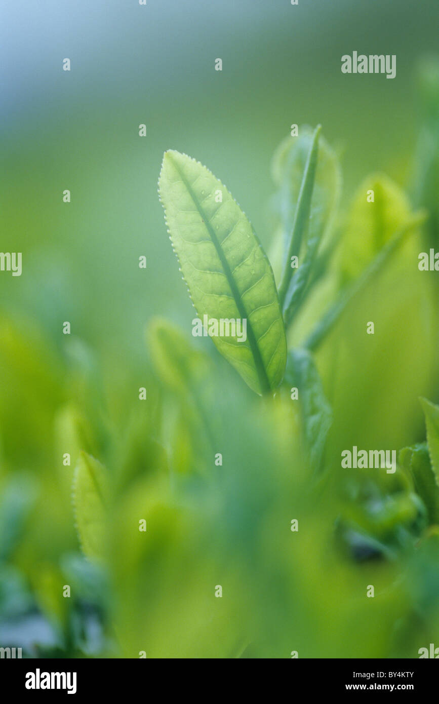 Tea sprouts hi-res stock photography and images - Alamy