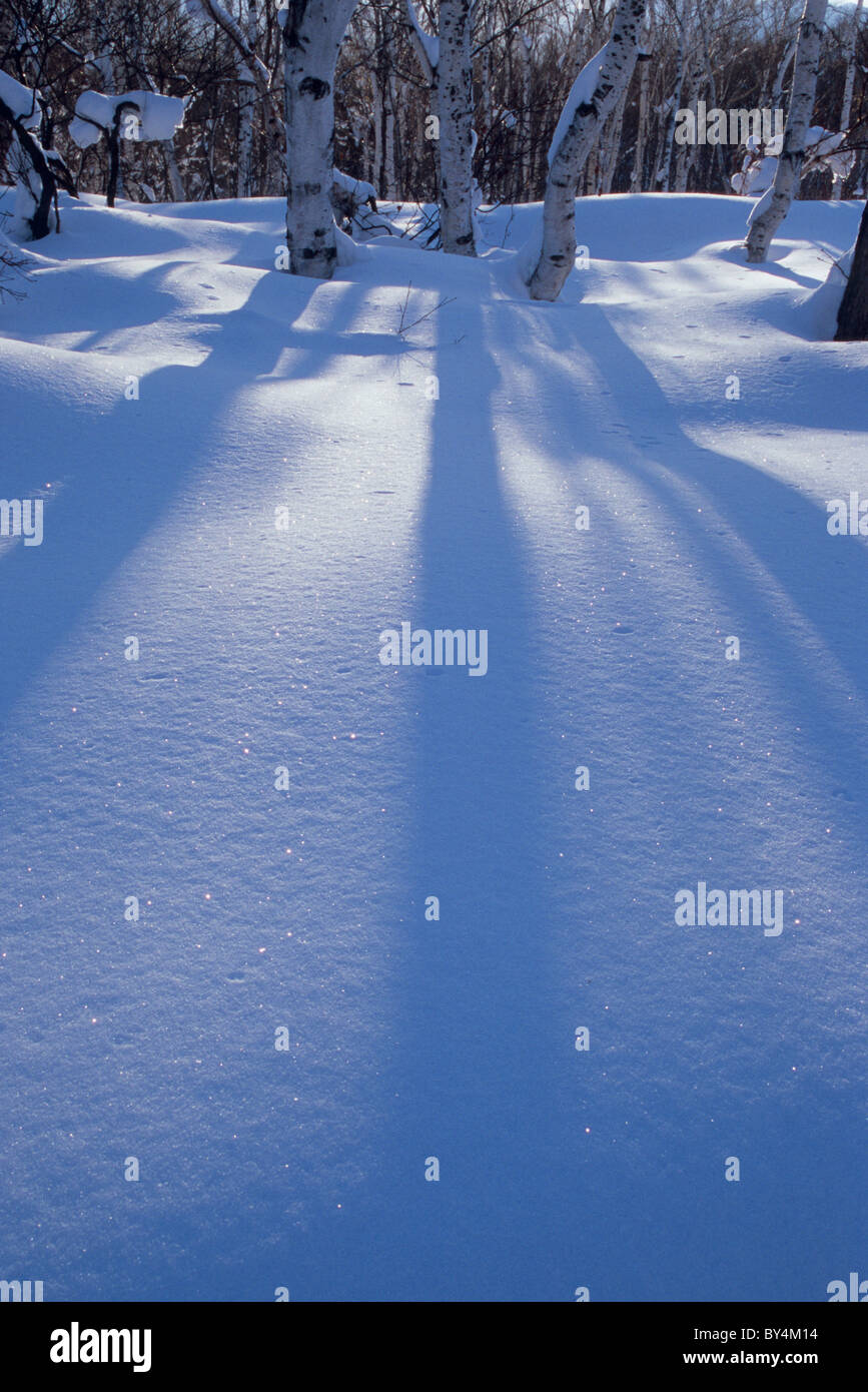 Trees Casting Shadow on Snow Stock Photo - Alamy