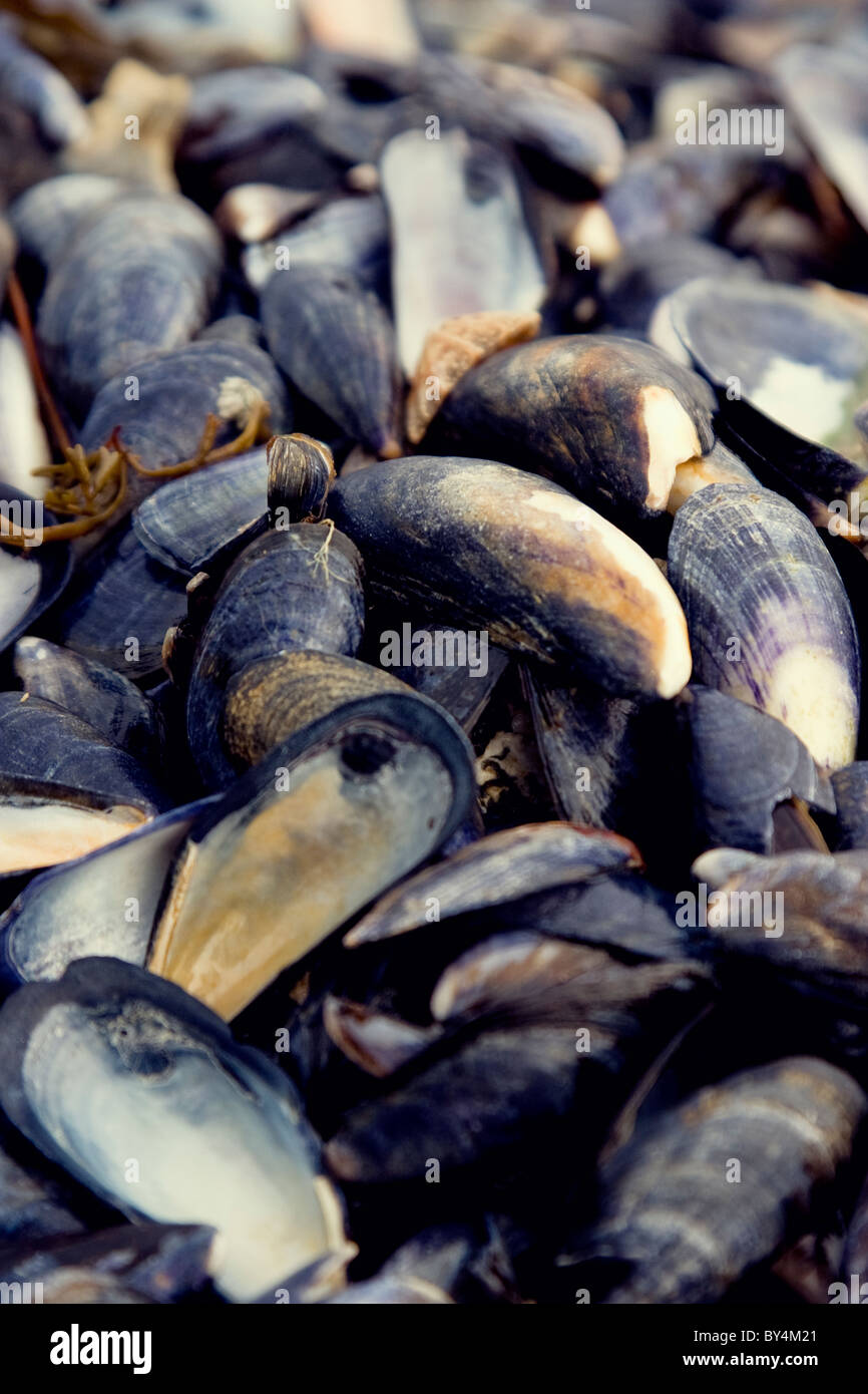 Muscle shells on Carrick shore, Dumfries and Galloway, Scotland Stock ...