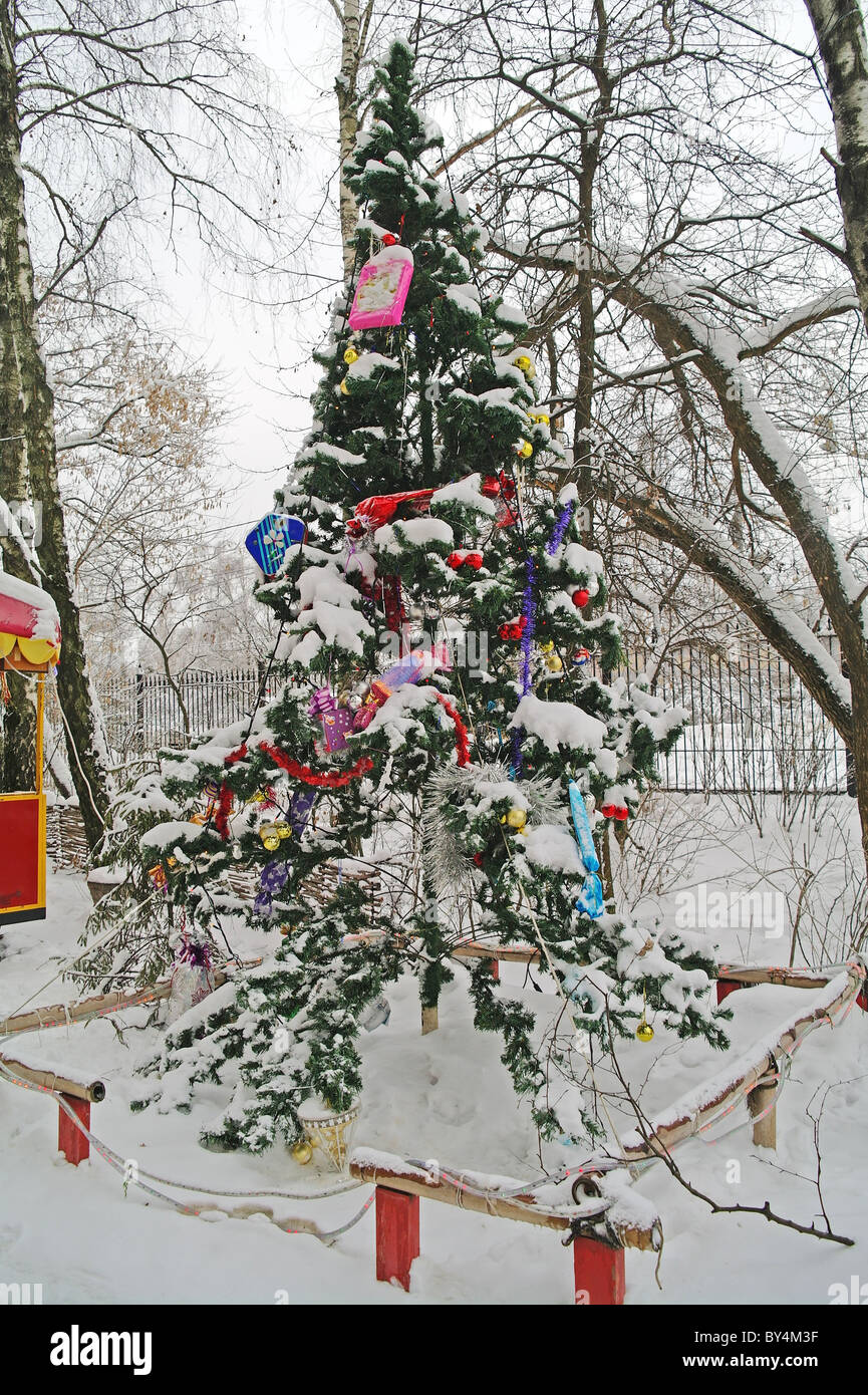 The dressed up New Year's Christmas fir-tree in park in the winter ...