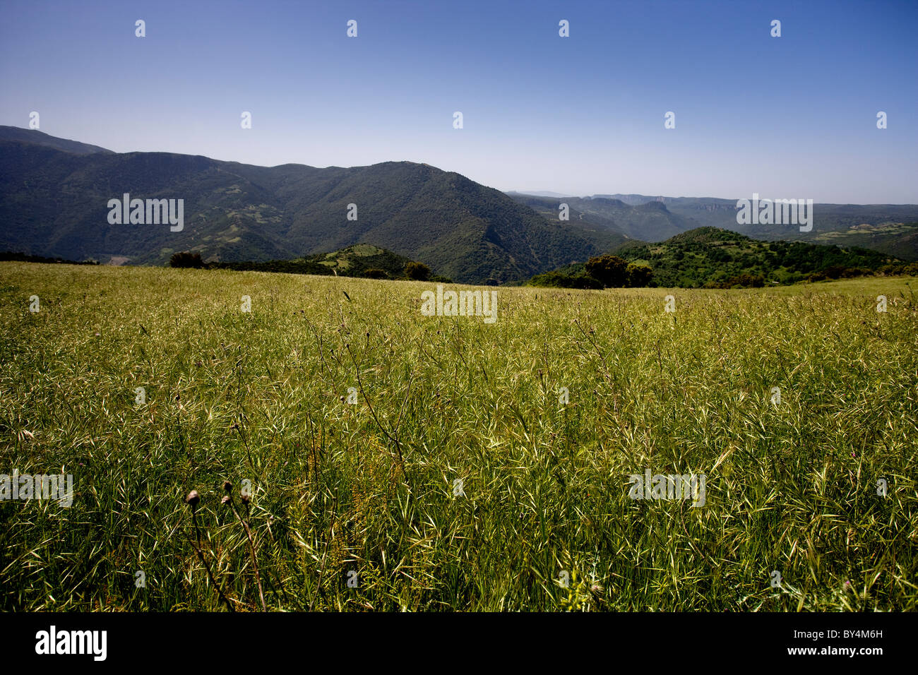 Open Field Photography