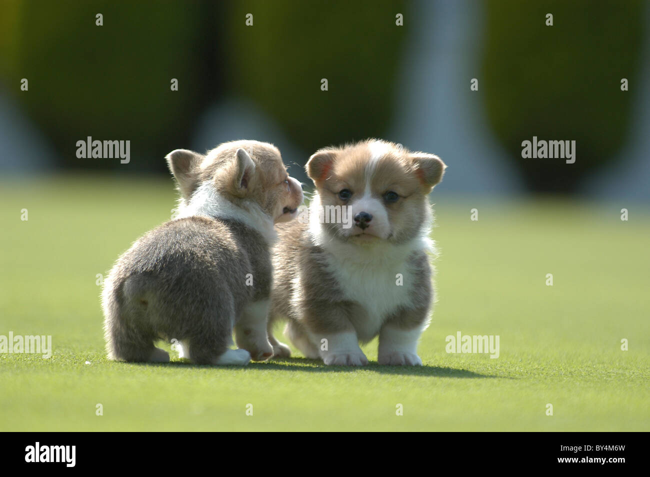 Two Welsh Corgi Puppies Stock Photo - Alamy