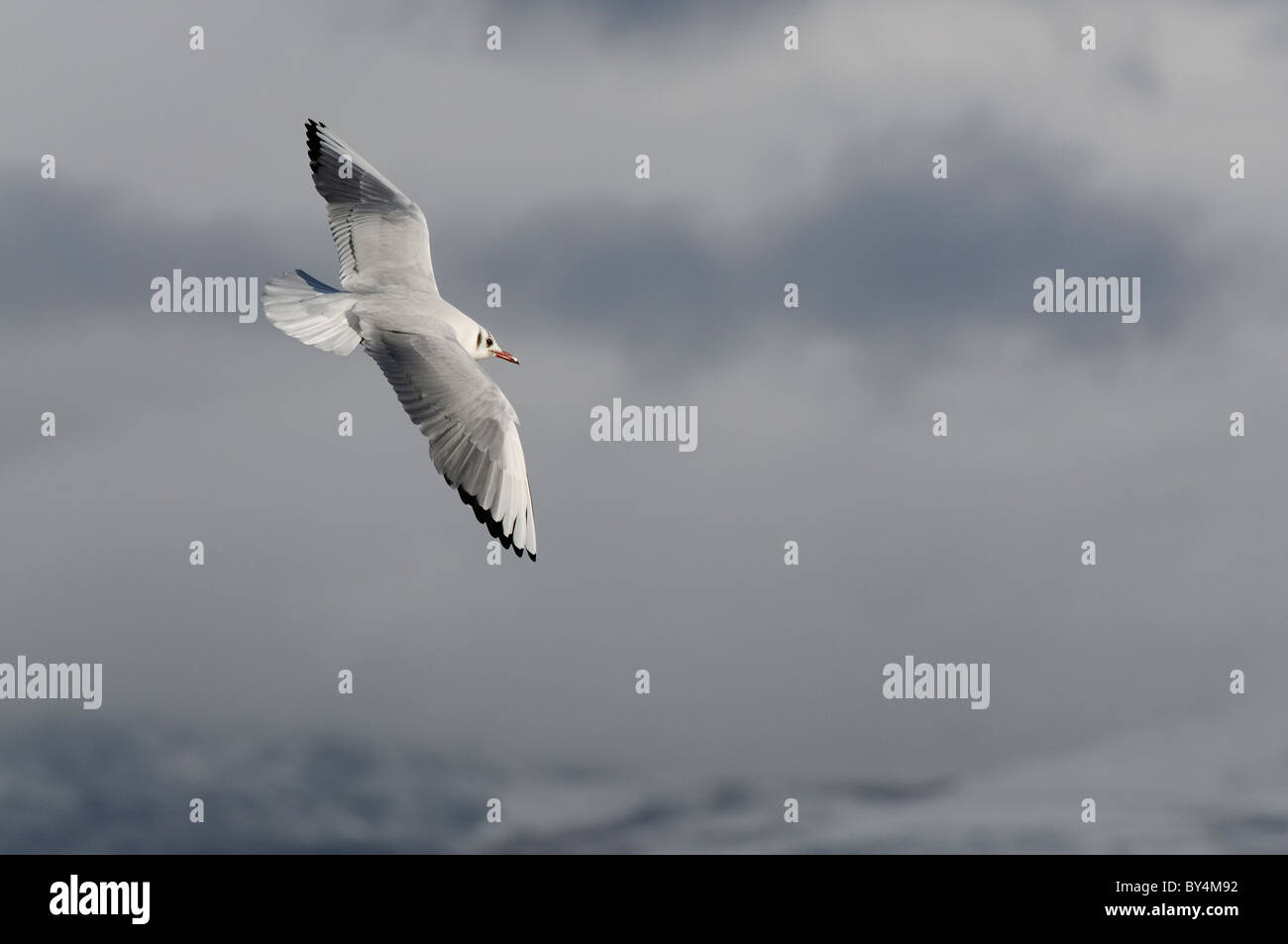 Black Headed Gull in flight Stock Photo - Alamy