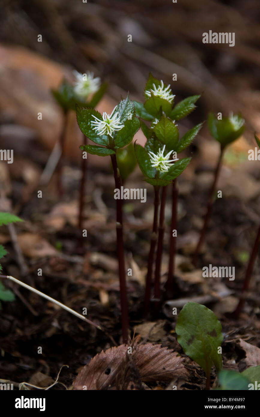 Chloranthus flowers hi-res stock photography and images - Alamy
