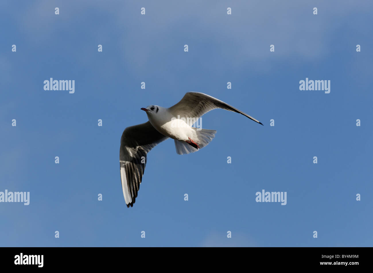 Black Headed Gull in flight Stock Photo - Alamy
