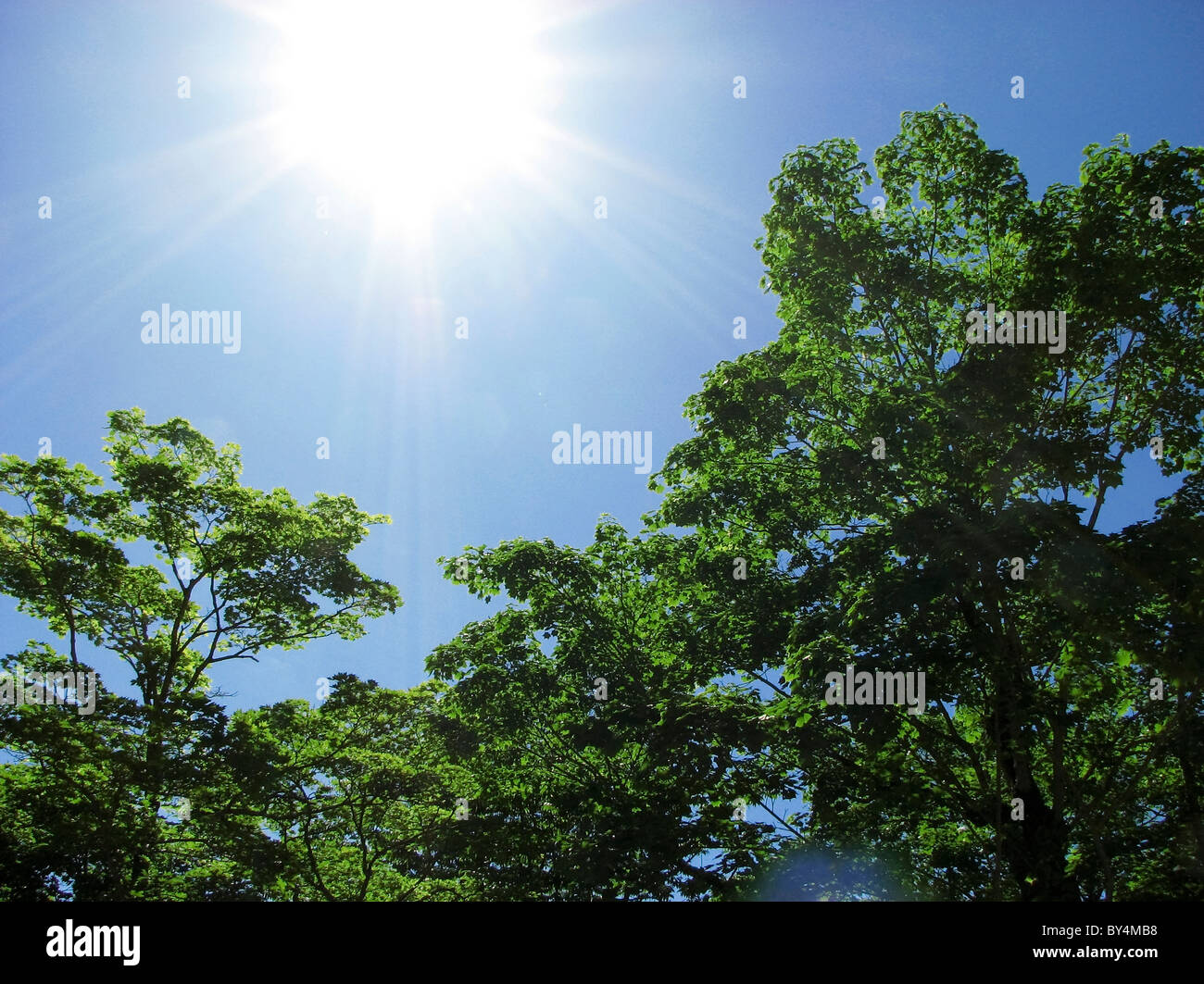 Sun Over Trees Stock Photo - Alamy