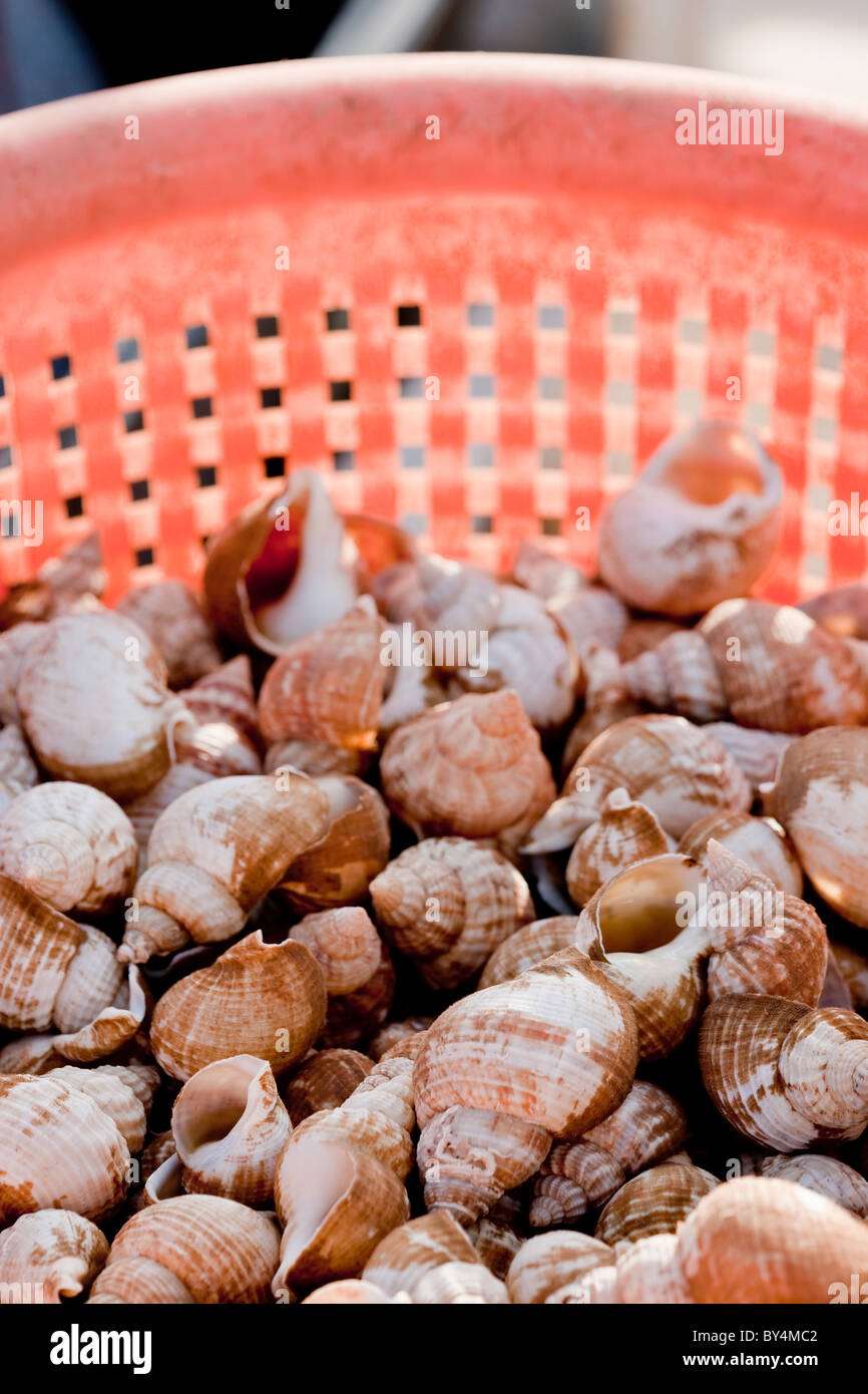 Winkle shell hi-res stock photography and images - Alamy