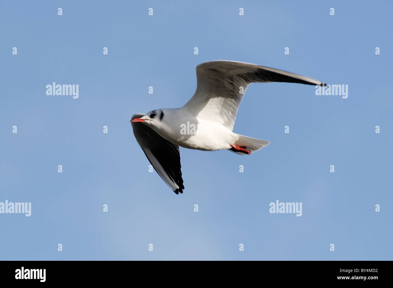 Black Headed Gull in flight Stock Photo - Alamy