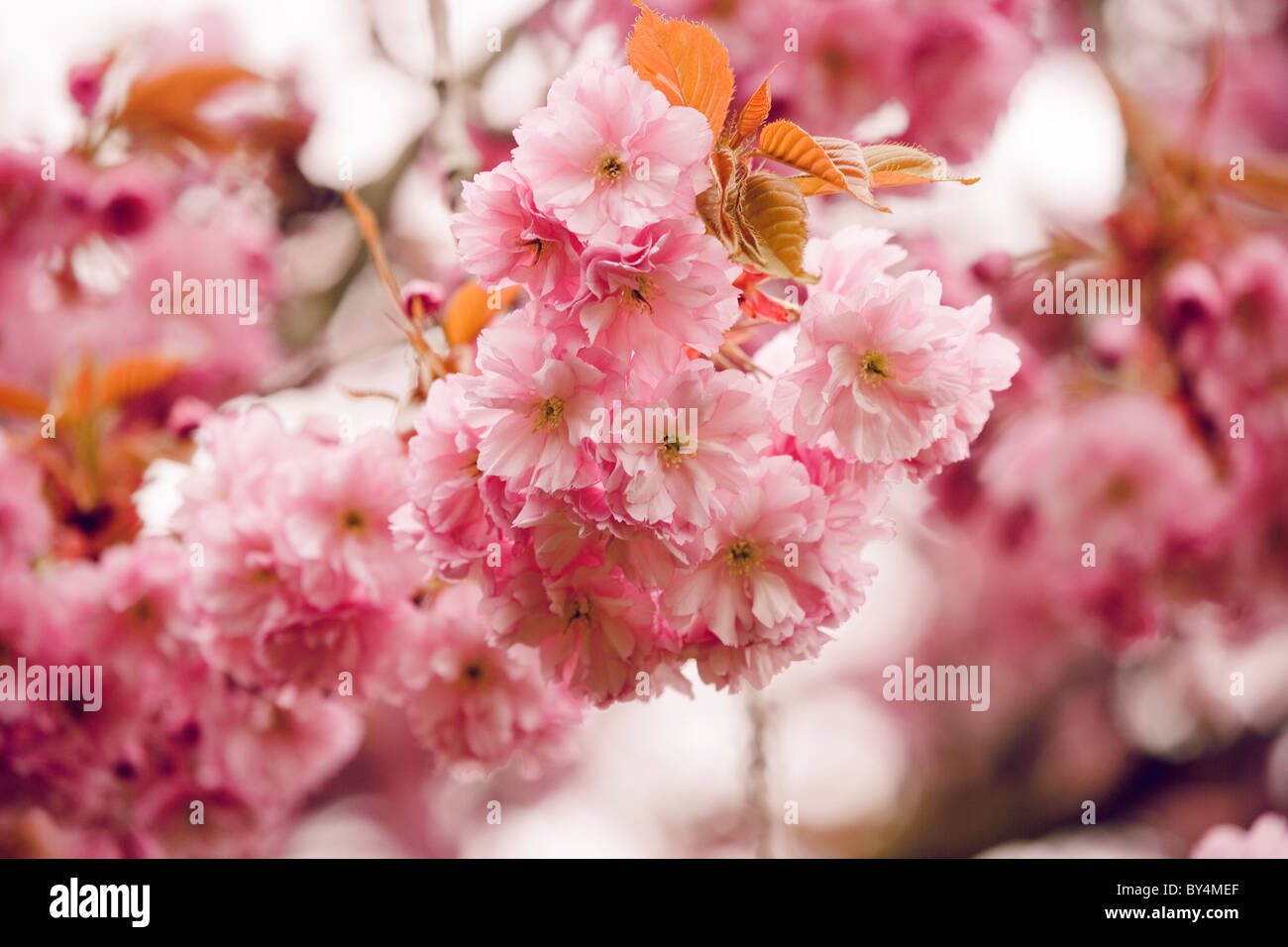 Cherry tree in full blossom, springtime, Harrogate, England Stock Photo ...