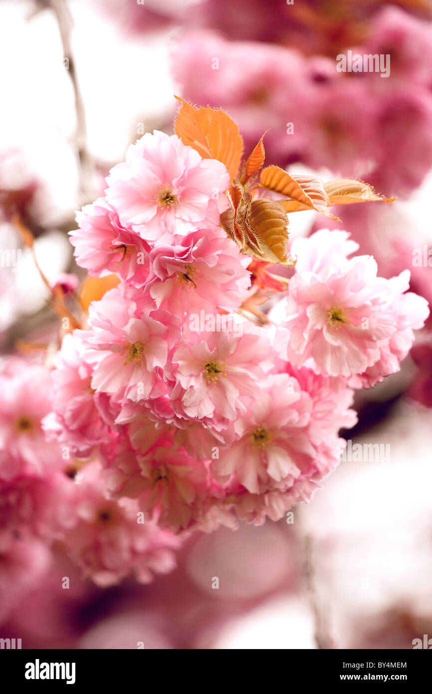 Spring harrogate springtime hi-res stock photography and images - Alamy