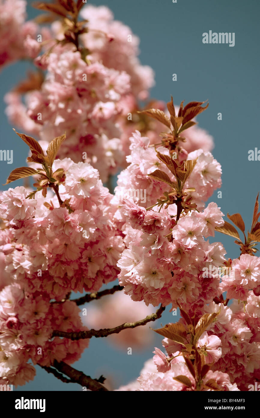 British springtime hi-res stock photography and images - Alamy