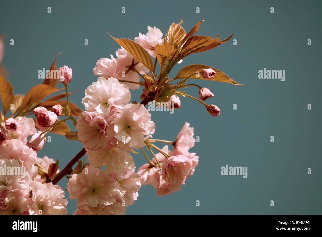 Cherry tree in full blossom, springtime, Harrogate, England Stock Photo ...
