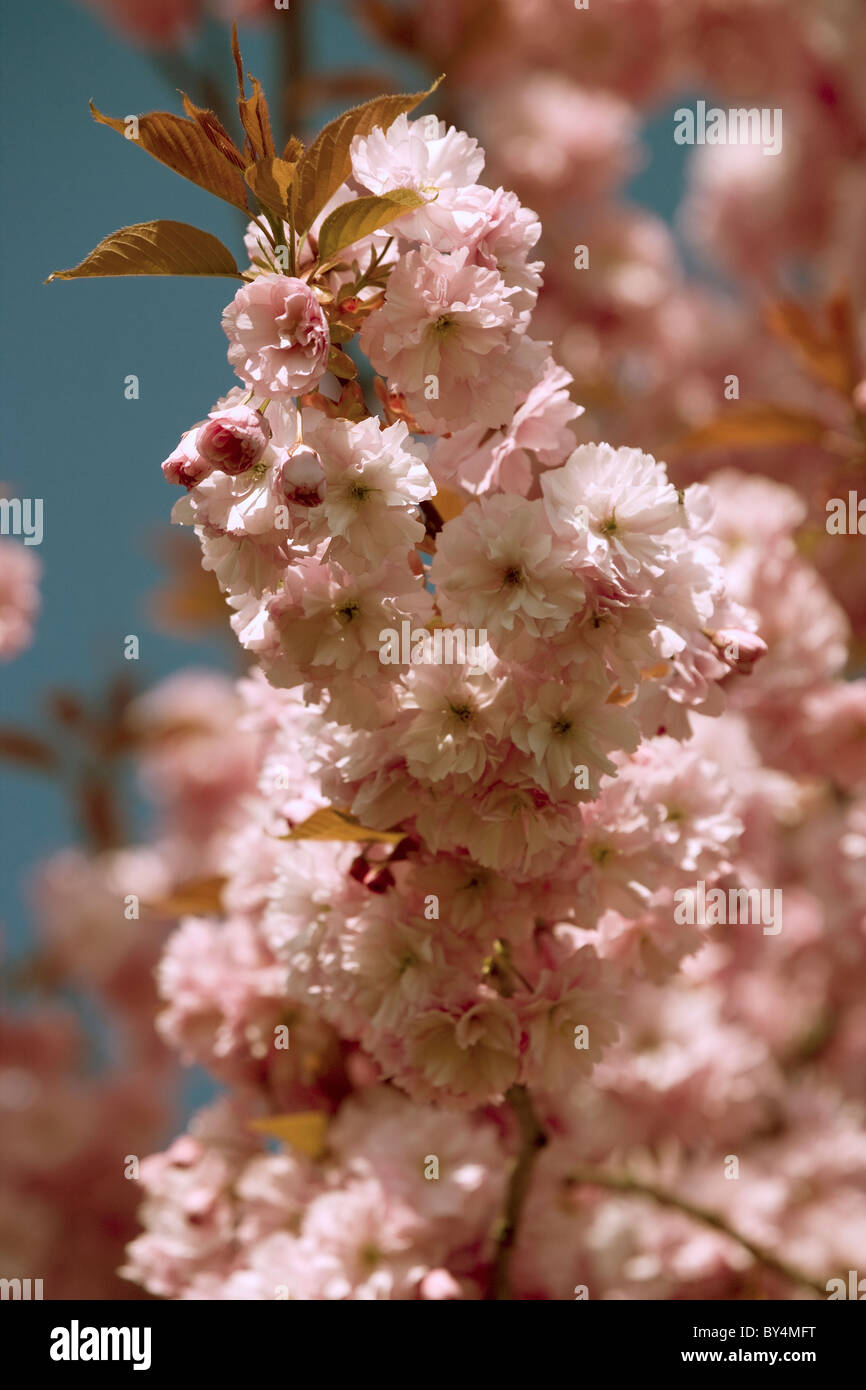 Cherry tree in full blossom, springtime, Harrogate, England Stock Photo ...