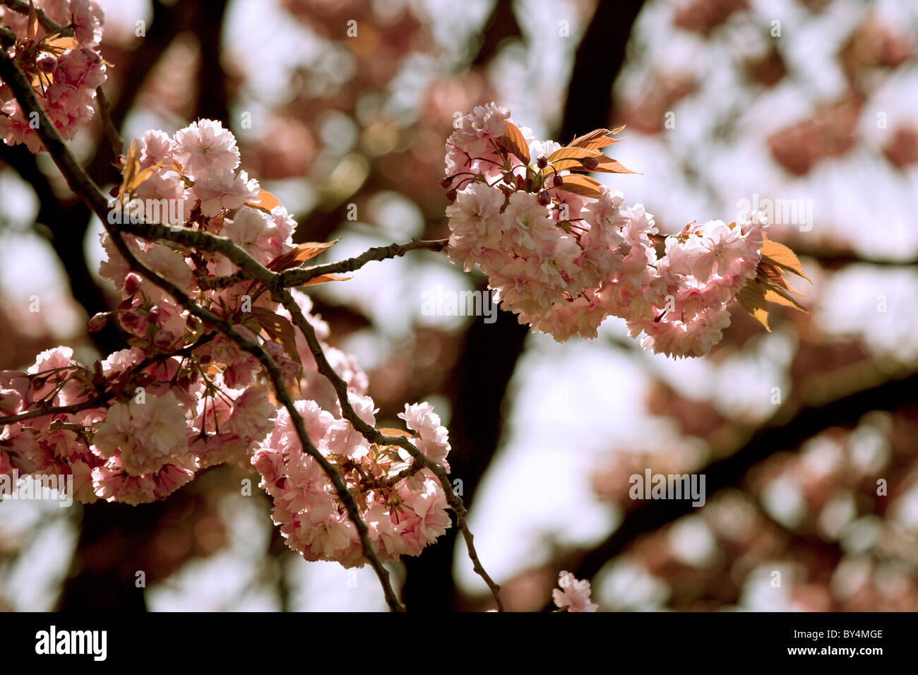 Cherry tree in full blossom, springtime, Harrogate, England Stock Photo ...
