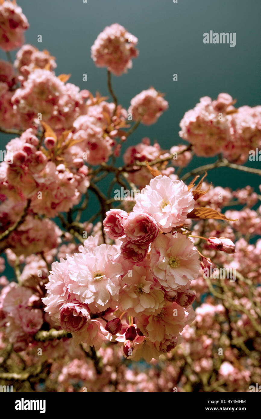 Cherry tree in full blossom, springtime, Harrogate, England Stock Photo ...