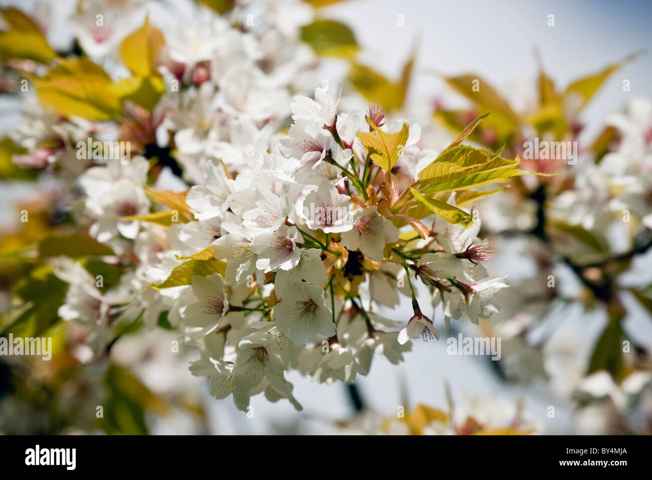 Cherry tree in full blossom, springtime, Harrogate, England Stock Photo ...