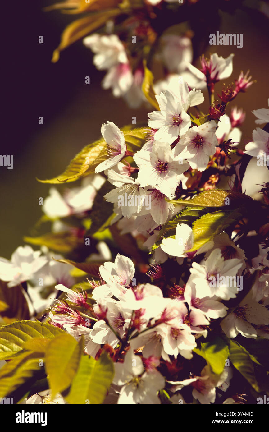 Cherry tree in full blossom, springtime, Harrogate, England Stock Photo ...