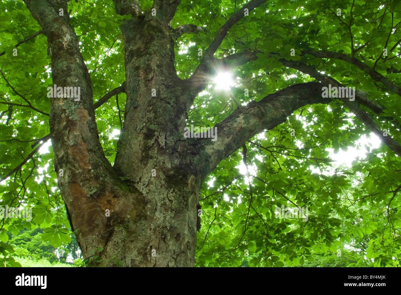 Buckeye east hi-res stock photography and images - Alamy