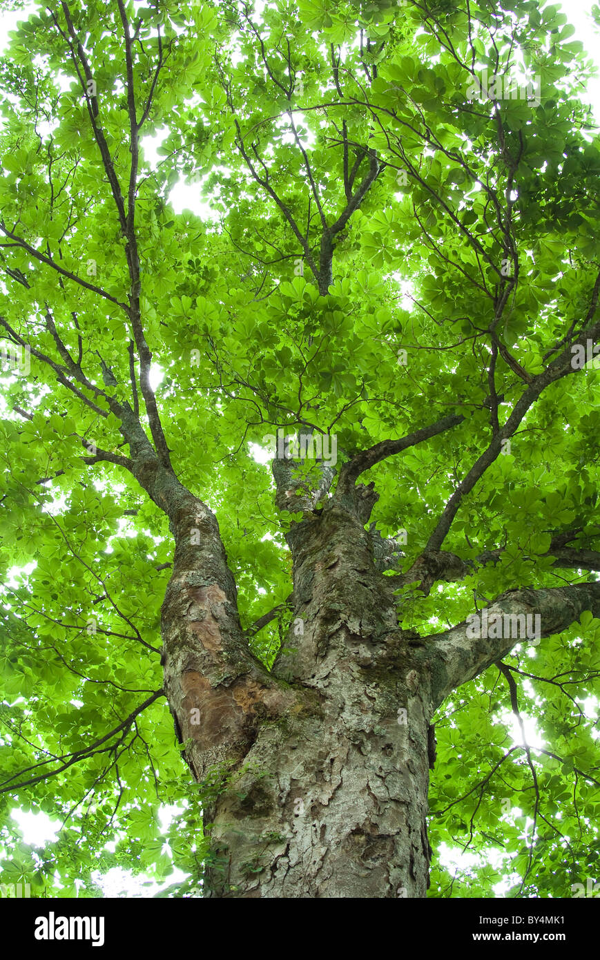 Buckeye east hi-res stock photography and images - Alamy