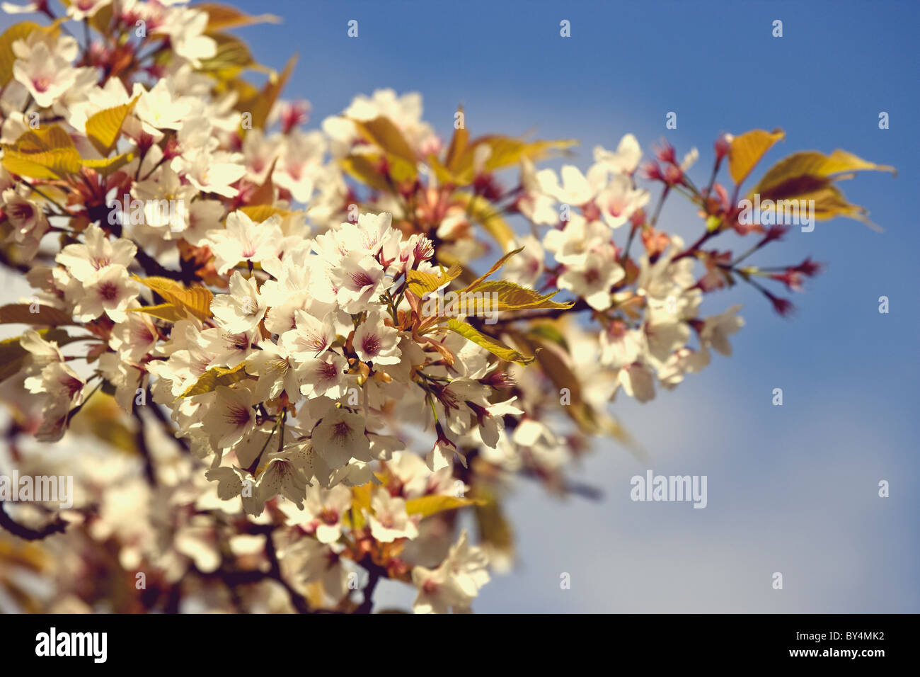 Cherry tree in full blossom, springtime, Harrogate, England Stock Photo ...