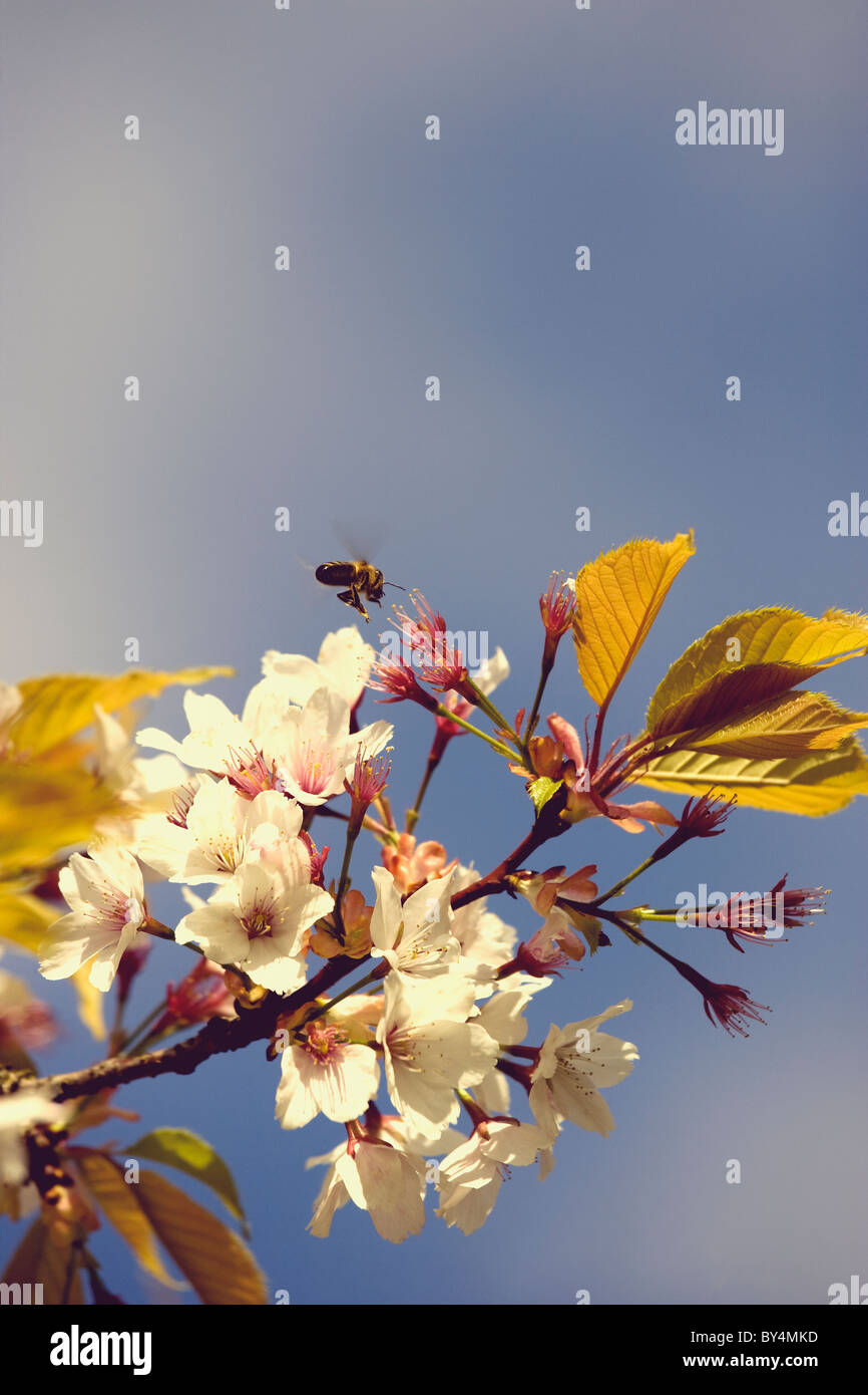 Beautiful cherry blossom buzzing hi-res stock photography and images ...