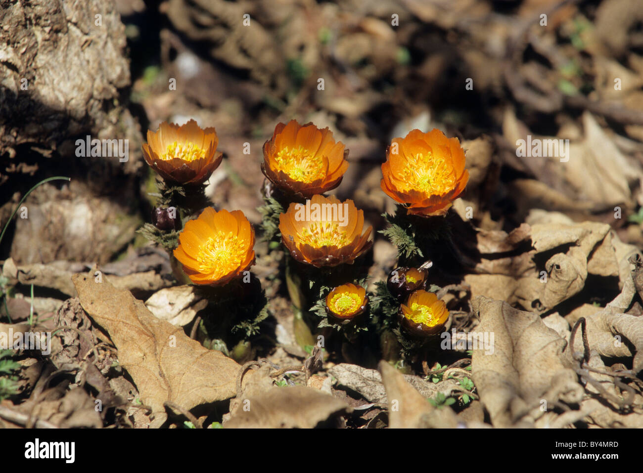 Far East Amur Adonis Flowers Stock Photo - Alamy