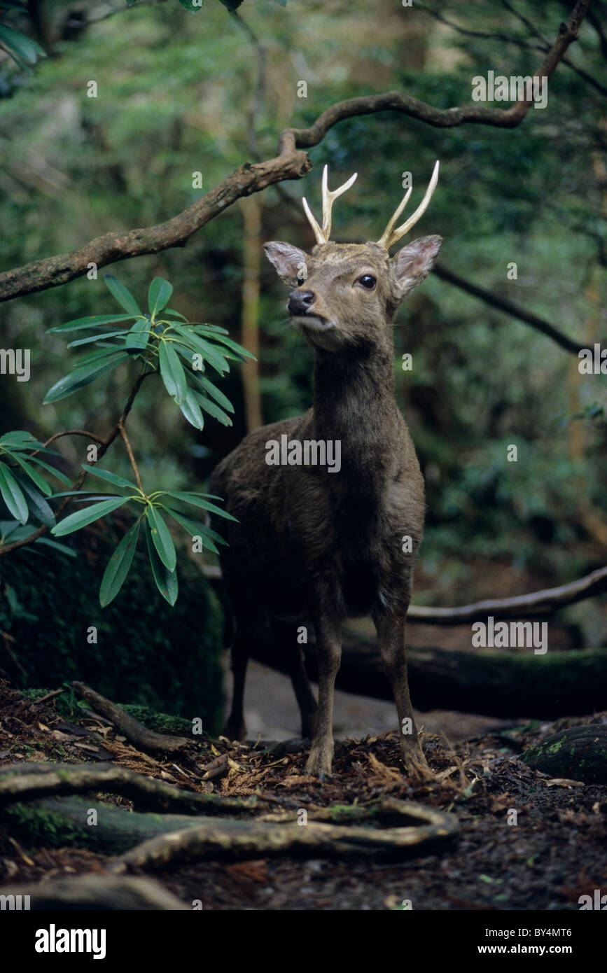 Yaku deer hi-res stock photography and images - Alamy