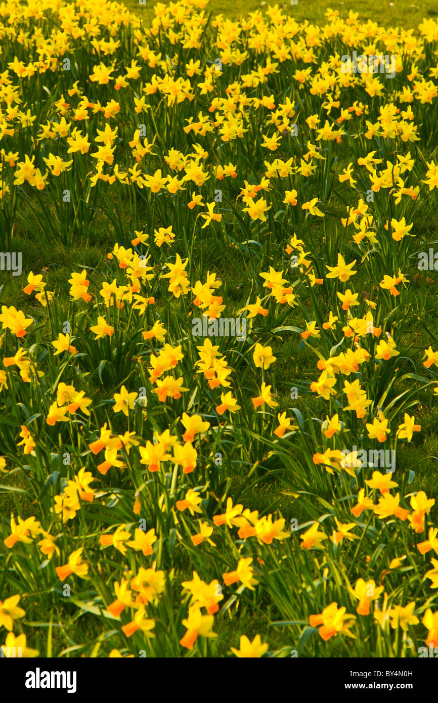Field of Daffodils Stock Photo - Alamy