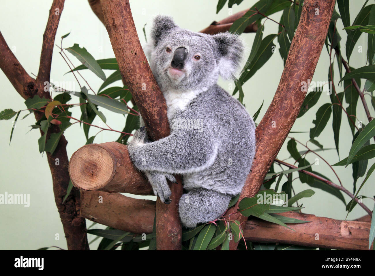 Koala (Phascolarctos cinereus) in a Eucalyptus branch at Featherdale ...
