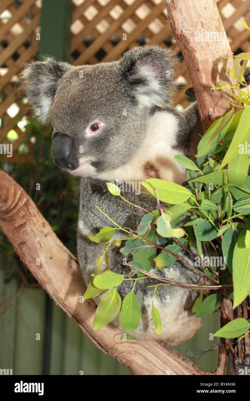 Koala (Phascolarctos cinereus) in a Eucalyptus branch at Featherdale ...