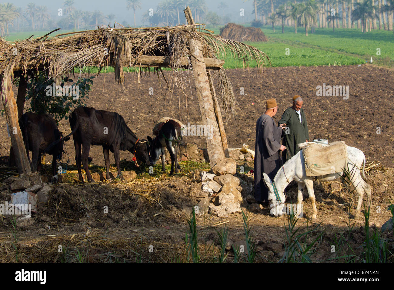Traditional farming egypt hi-res stock photography and images - Alamy