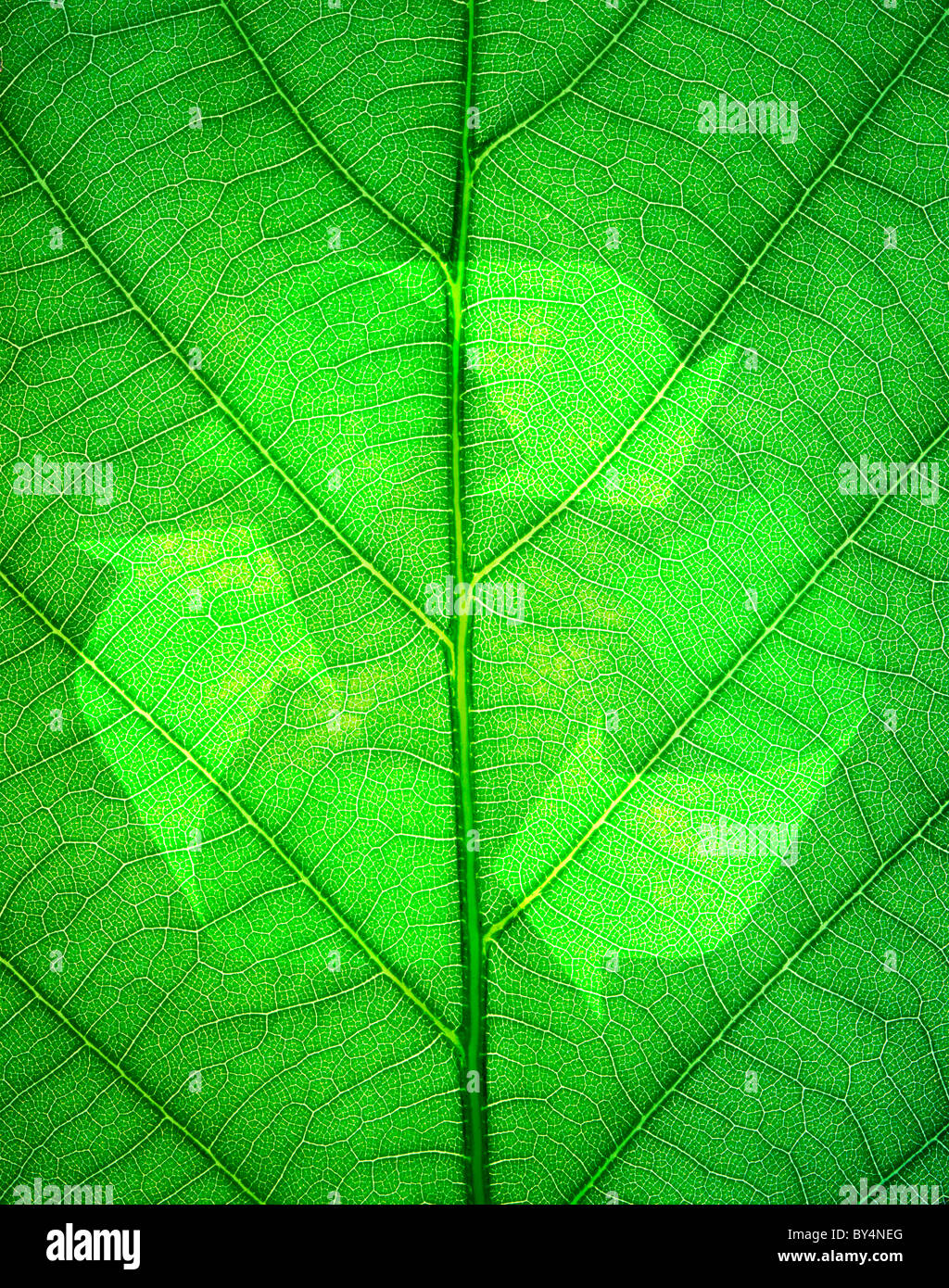 Recycling Symbol on Leaf Stock Photo - Alamy
