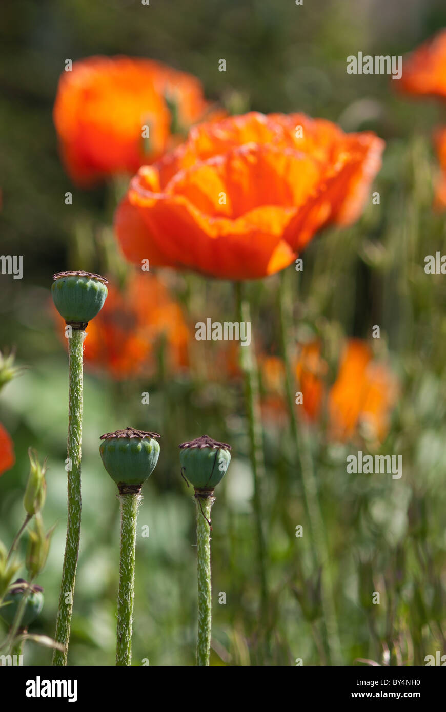 Flowering parts of an oriental poppy Papaver rhoeas Stock Photo - Alamy